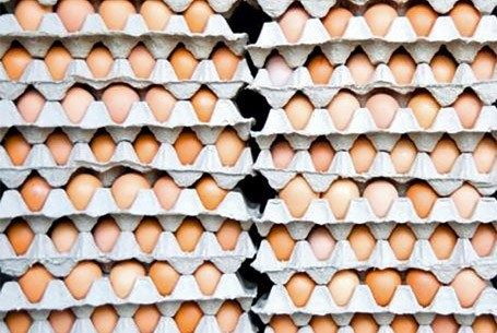 UK Egg Industry Data | Official Egg Info